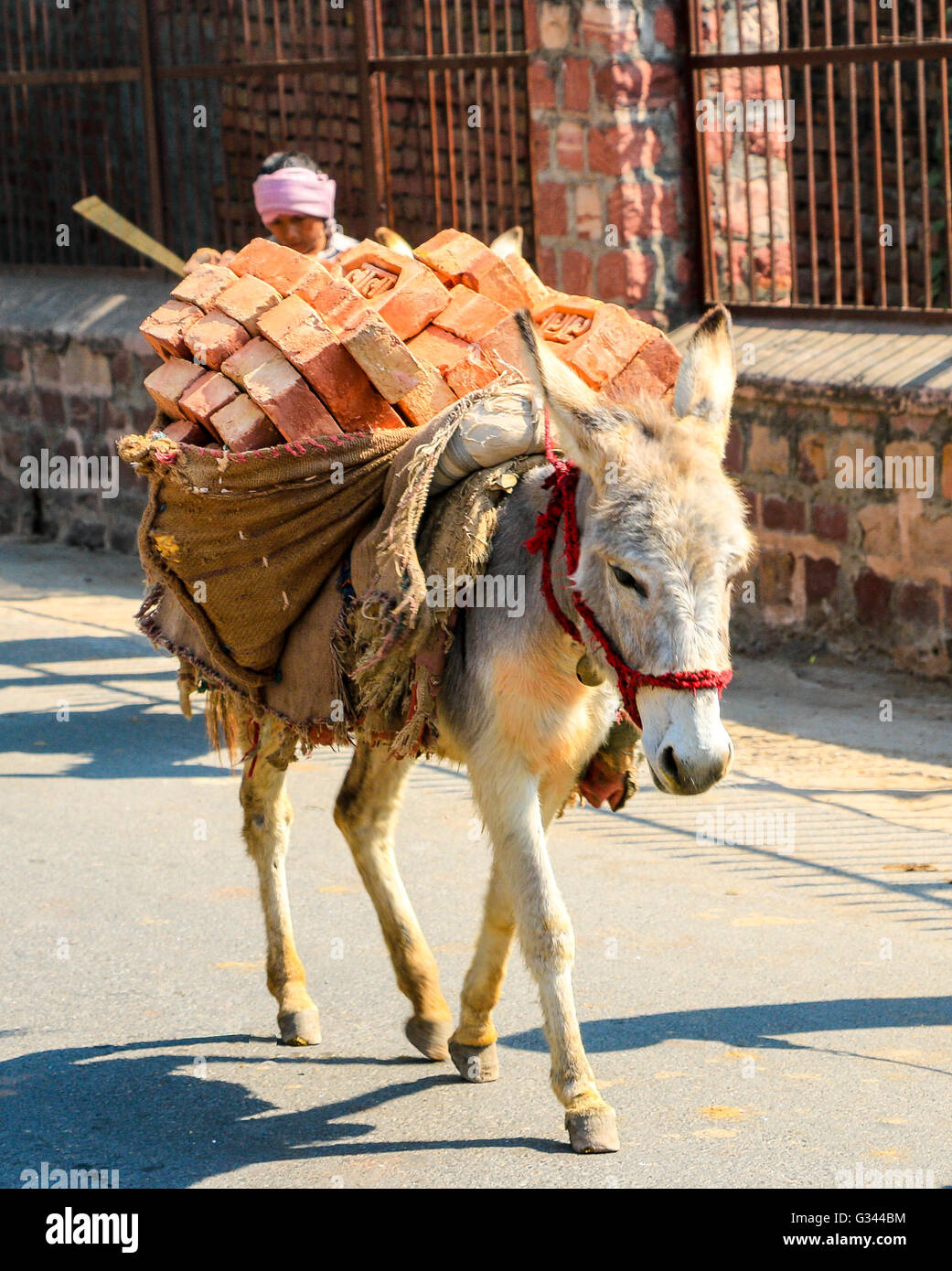 Donkey laden with goods, Agra, Uttar Pradesh, India, Asia Stock Photo ...