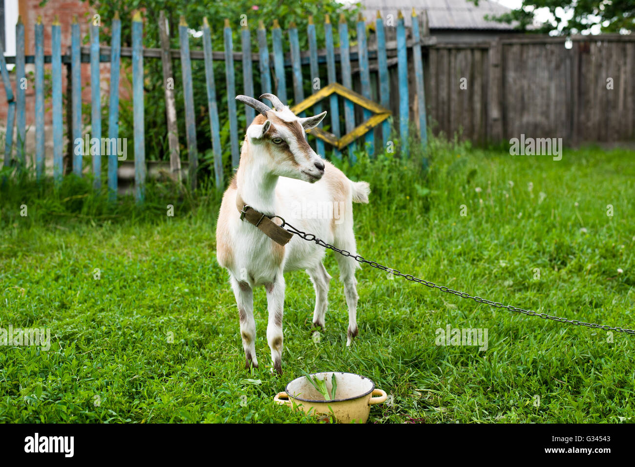 Goat in grass hi-res stock photography and images - Alamy
