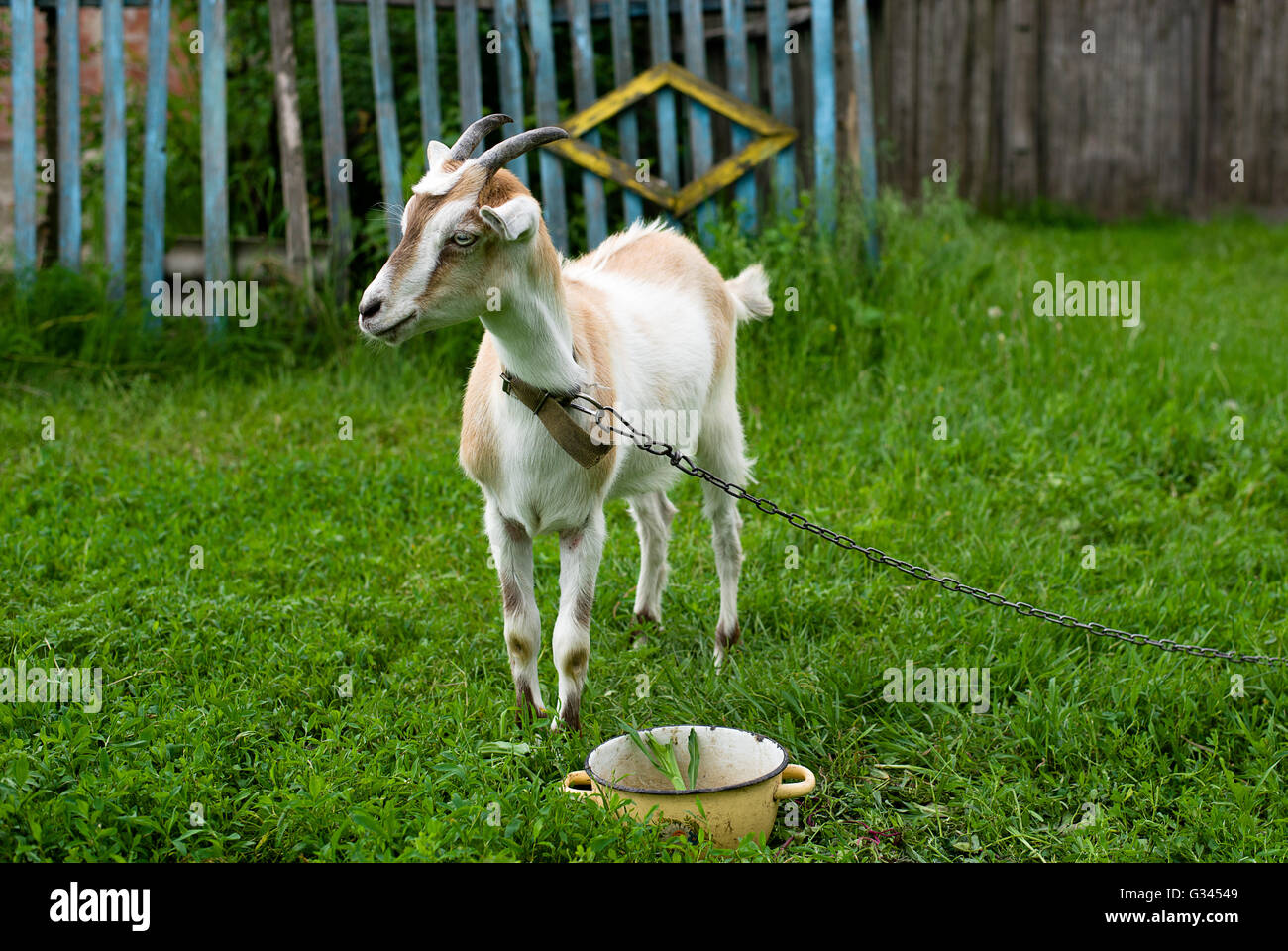 Goat on the grass hi-res stock photography and images - Alamy