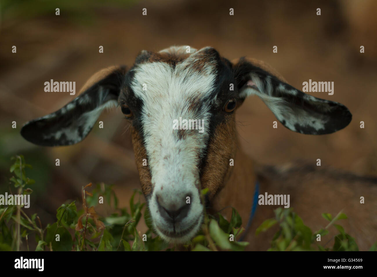 Funny Chewing Goat Stock Photo - Alamy