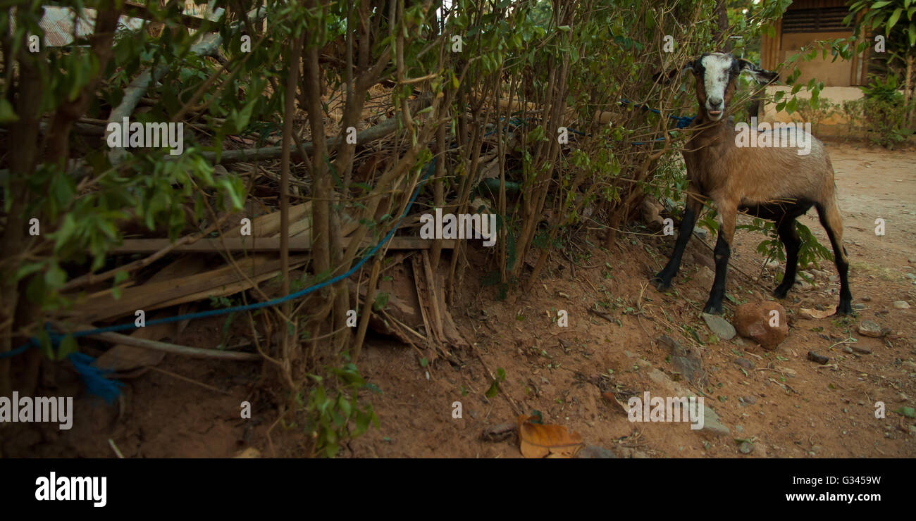 Silly looking brown goat hanging with a knitting in the bush Stock ...