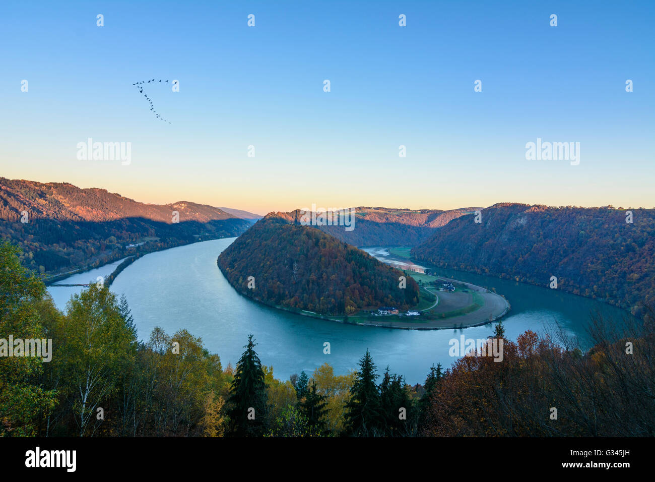 Flock of birds in donau hi-res stock photography and images - Alamy