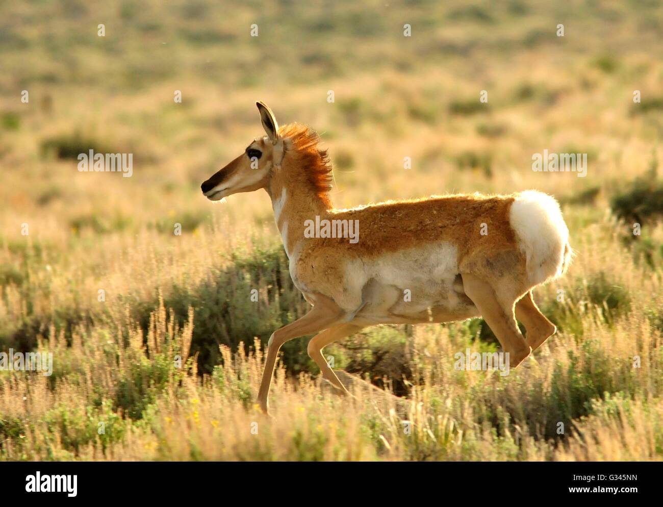 Pronghorn antelope running hi-res stock photography and images - Alamy