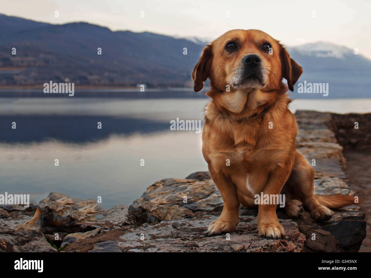 Dog by the lake Stock Photo - Alamy