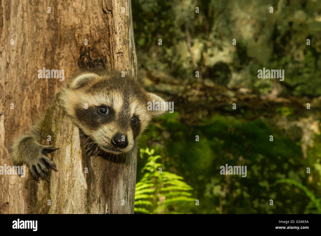 Raccoon in tree hi-res stock photography and images - Alamy