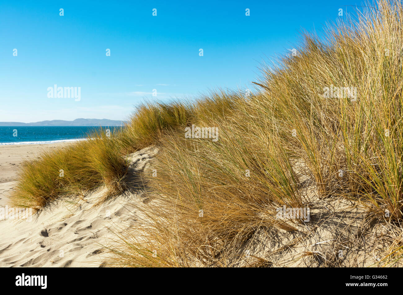 Beach sand dunes california hi-res stock photography and images - Alamy