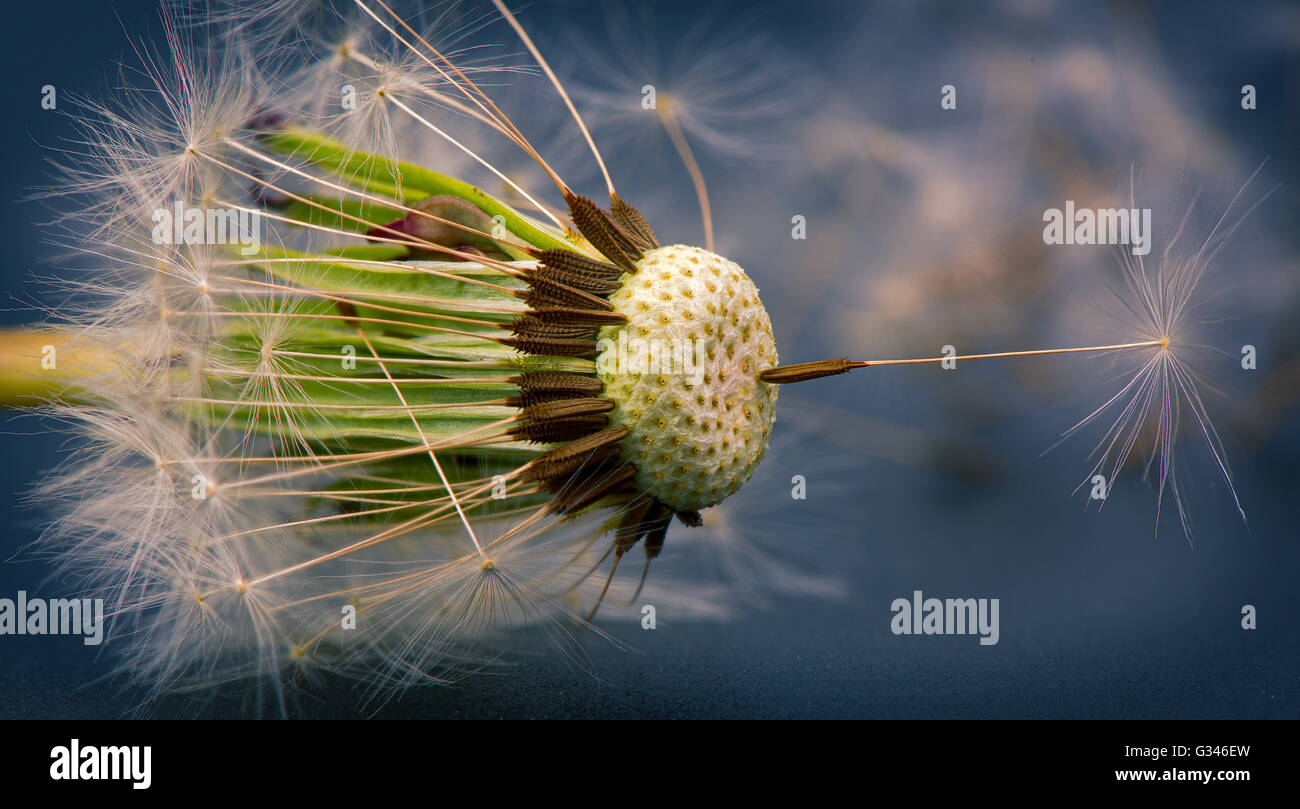 Dandelion structure hi-res stock photography and images - Alamy