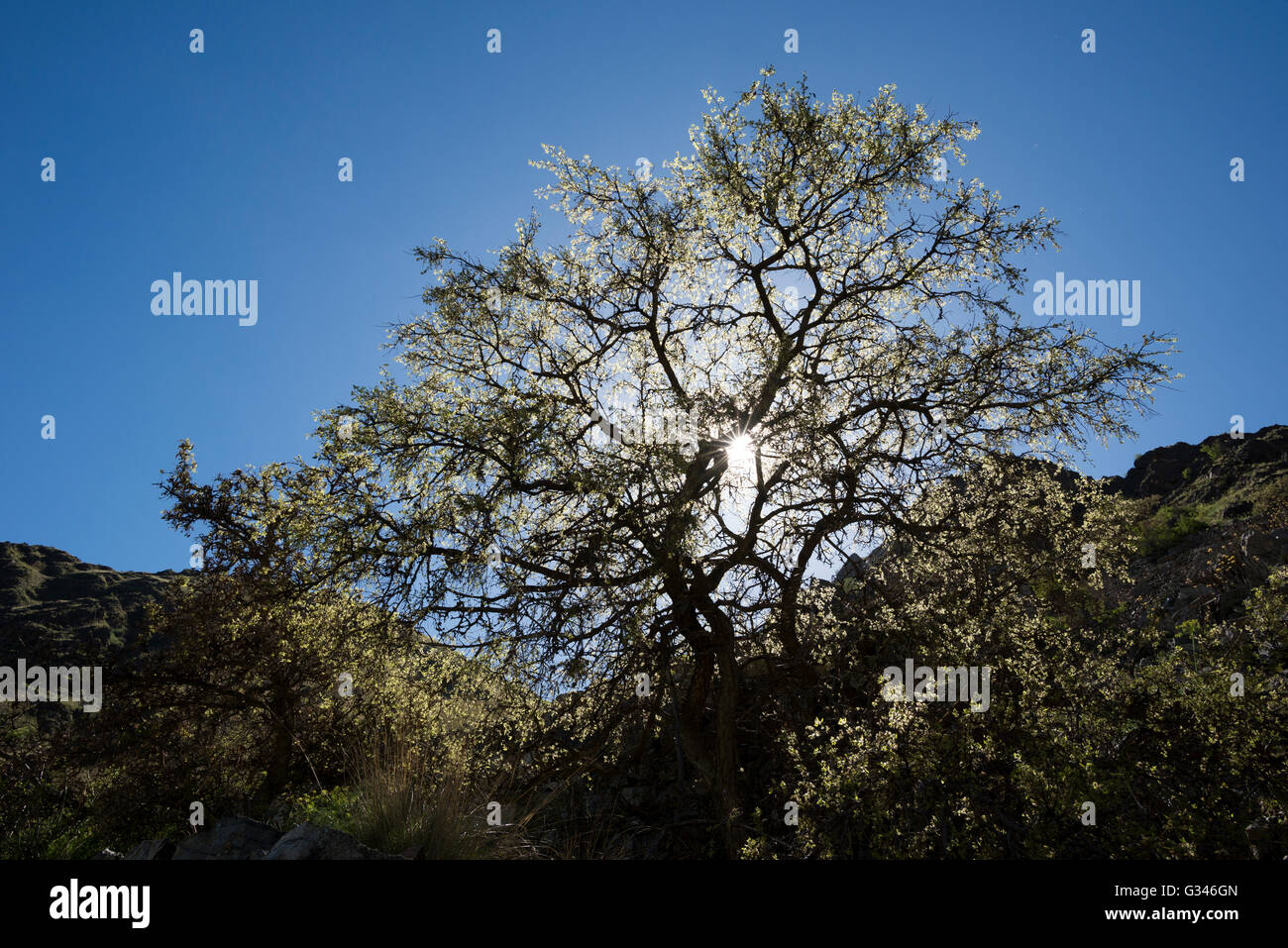 Hackberry Stock Photos & Hackberry Stock Images - Alamy