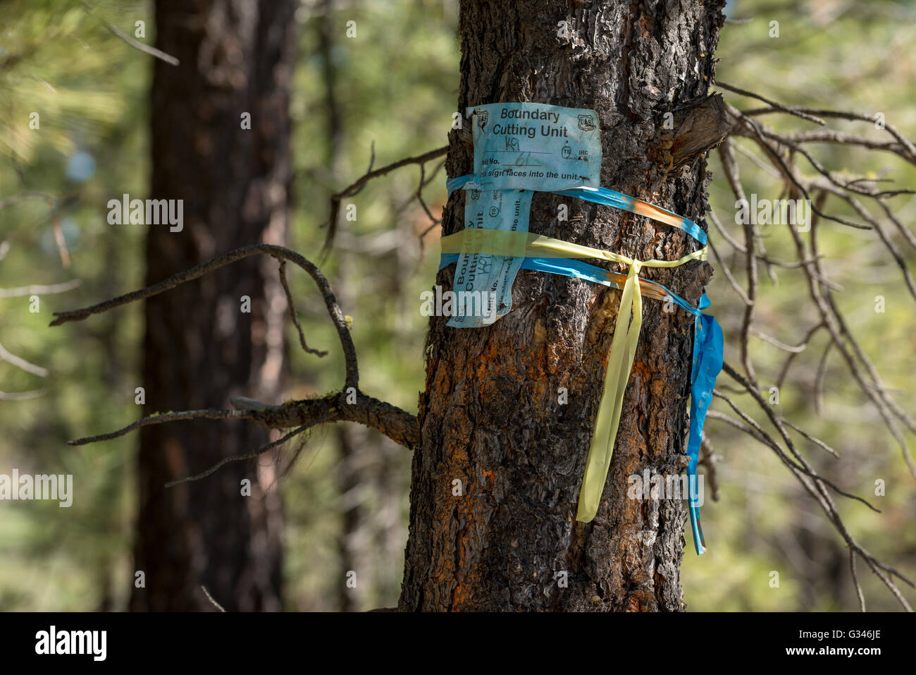 Timber sale marker on a pine tree in Oregon's Ochoco Mountains Stock ...