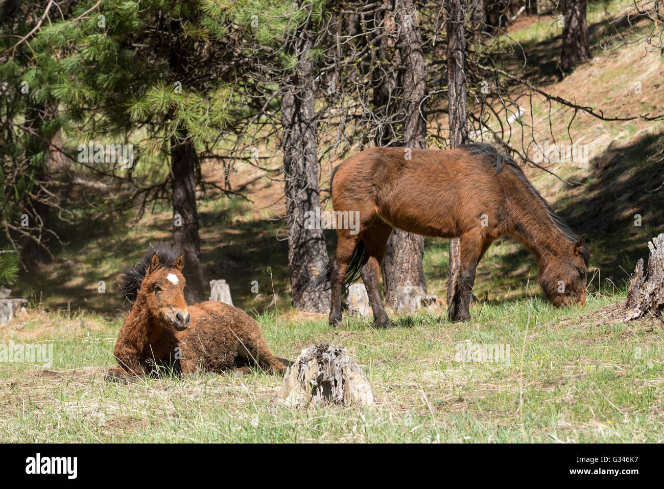 Ochoco wild horses hi-res stock photography and images - Alamy