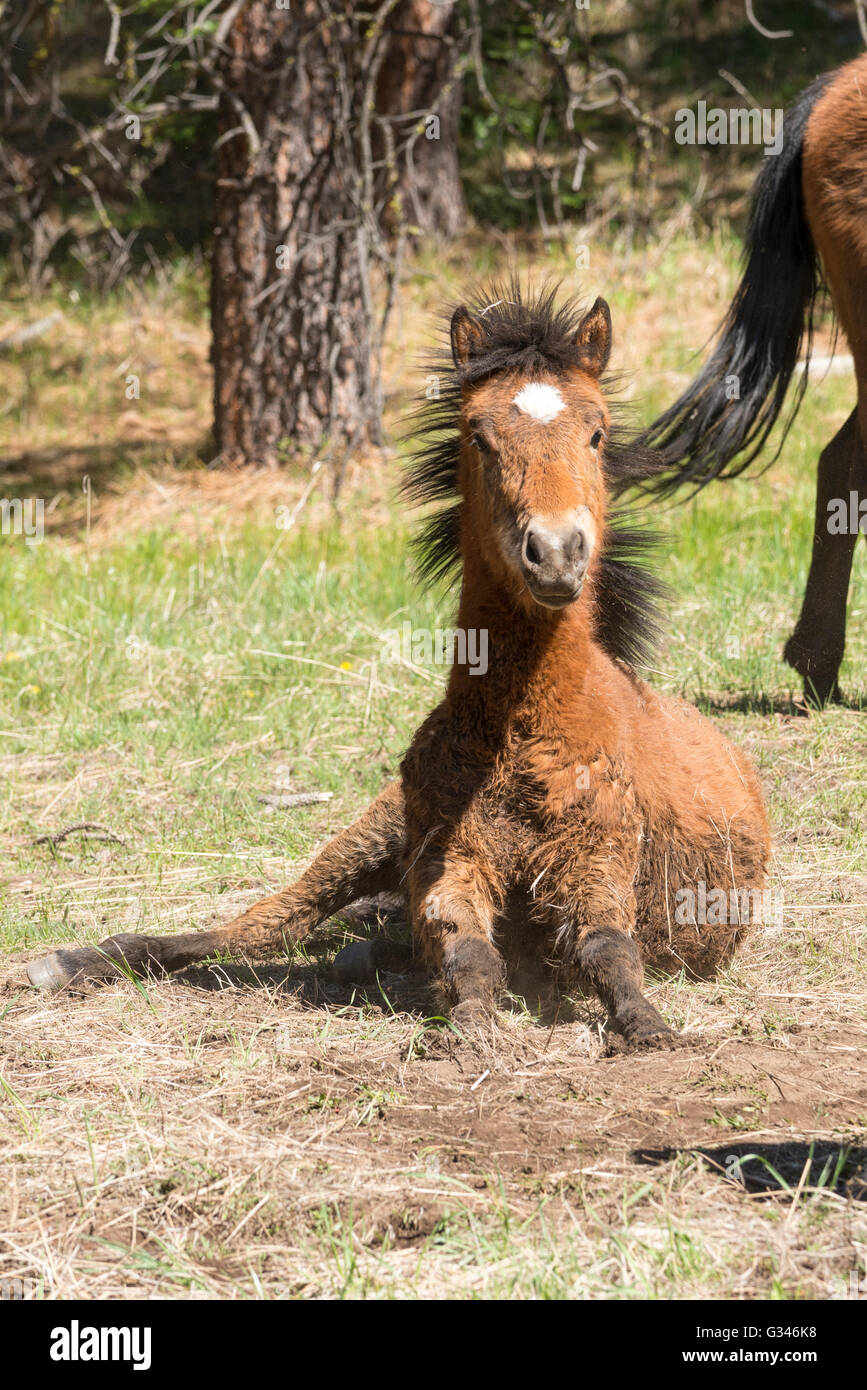 Ochoco hi-res stock photography and images - Alamy