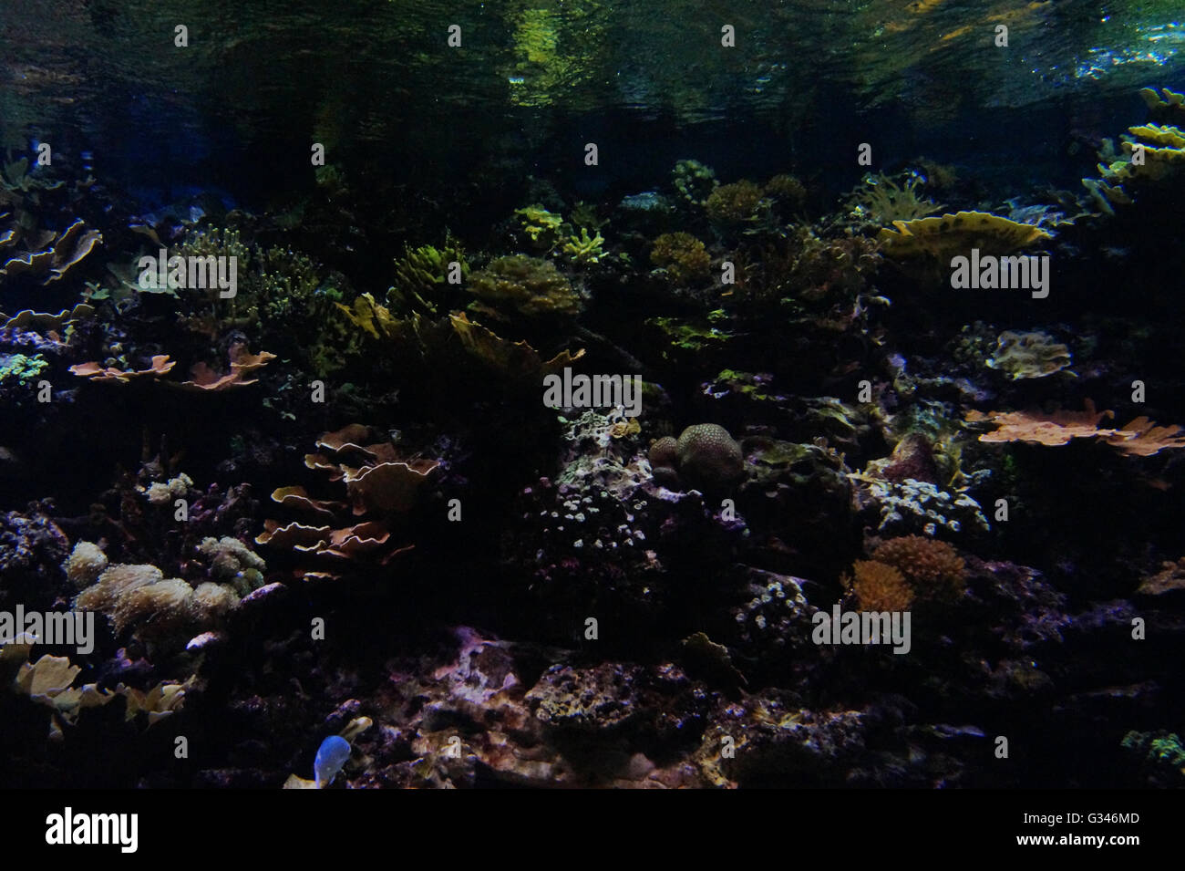 A fish tank Stock Photo - Alamy
