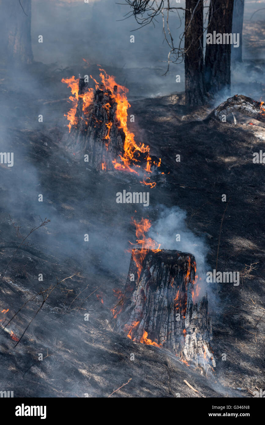 Controlled burn fire pine hi-res stock photography and images - Alamy