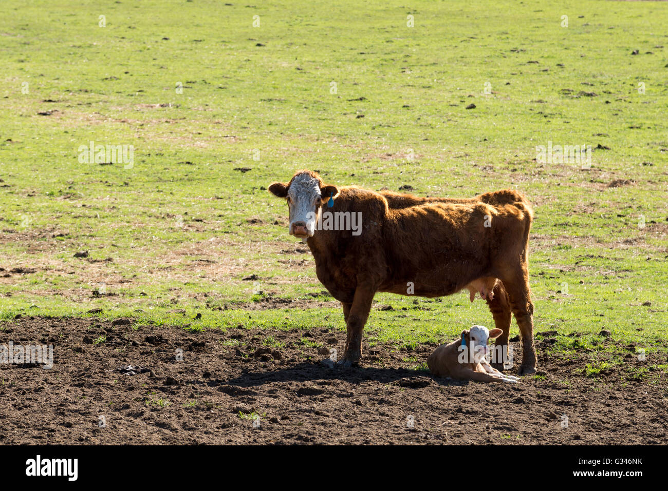 Cow and calf on a ranch in Wheeler County, Oregon Stock Photo - Alamy