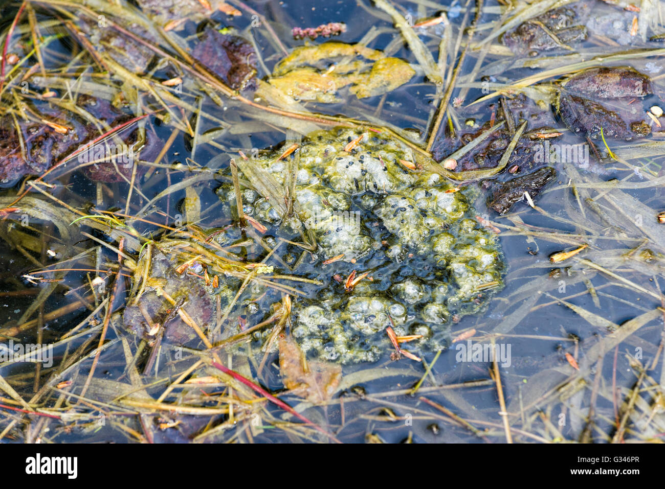 Egg cluster hi-res stock photography and images - Alamy