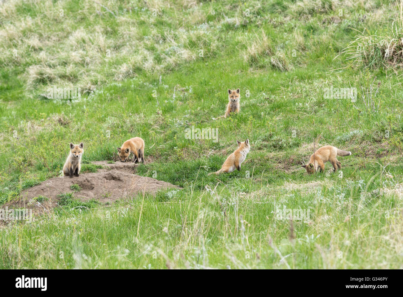 Young fox next to their den in Oregon's Wallowa Valley Stock Photo - Alamy