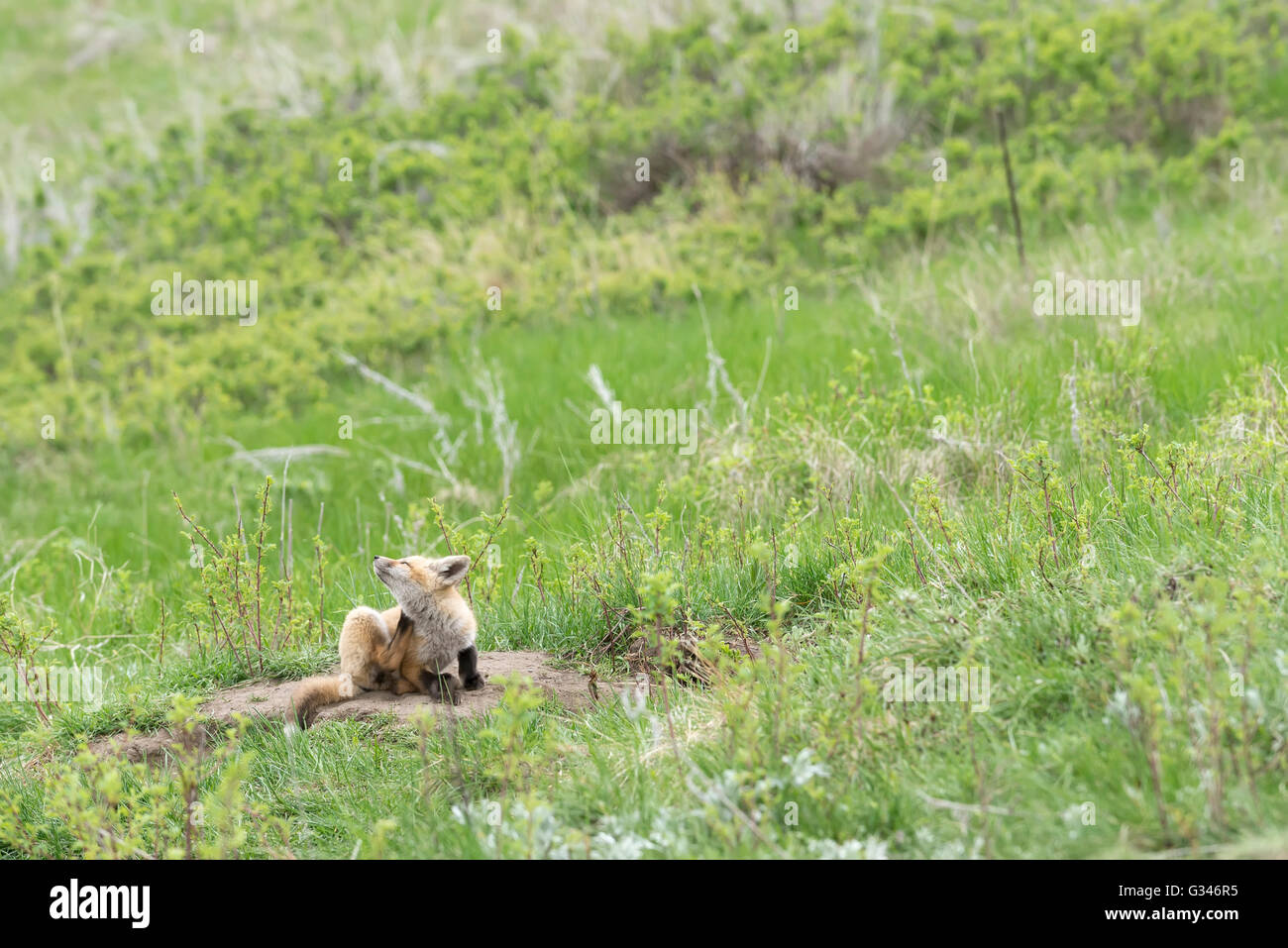 Young fox scratching itself, Wallowa Valley, Oregon Stock Photo - Alamy