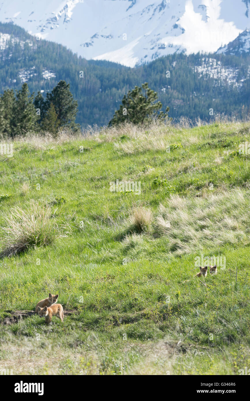 Young fox in Oregon's Wallowa Valley Stock Photo - Alamy