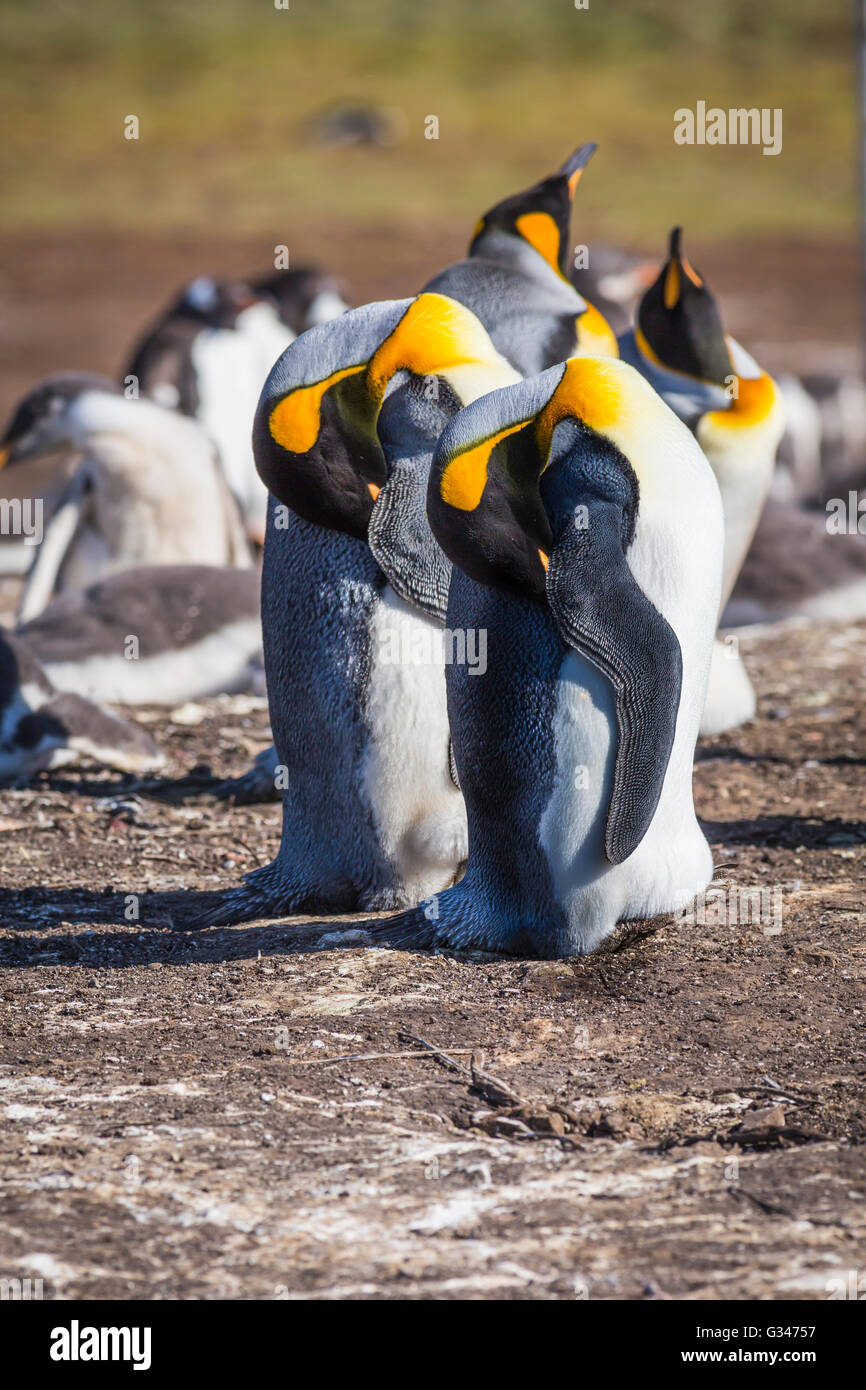 The King Penguin rookery at Bluff cove, East Falklands, Falkland ...