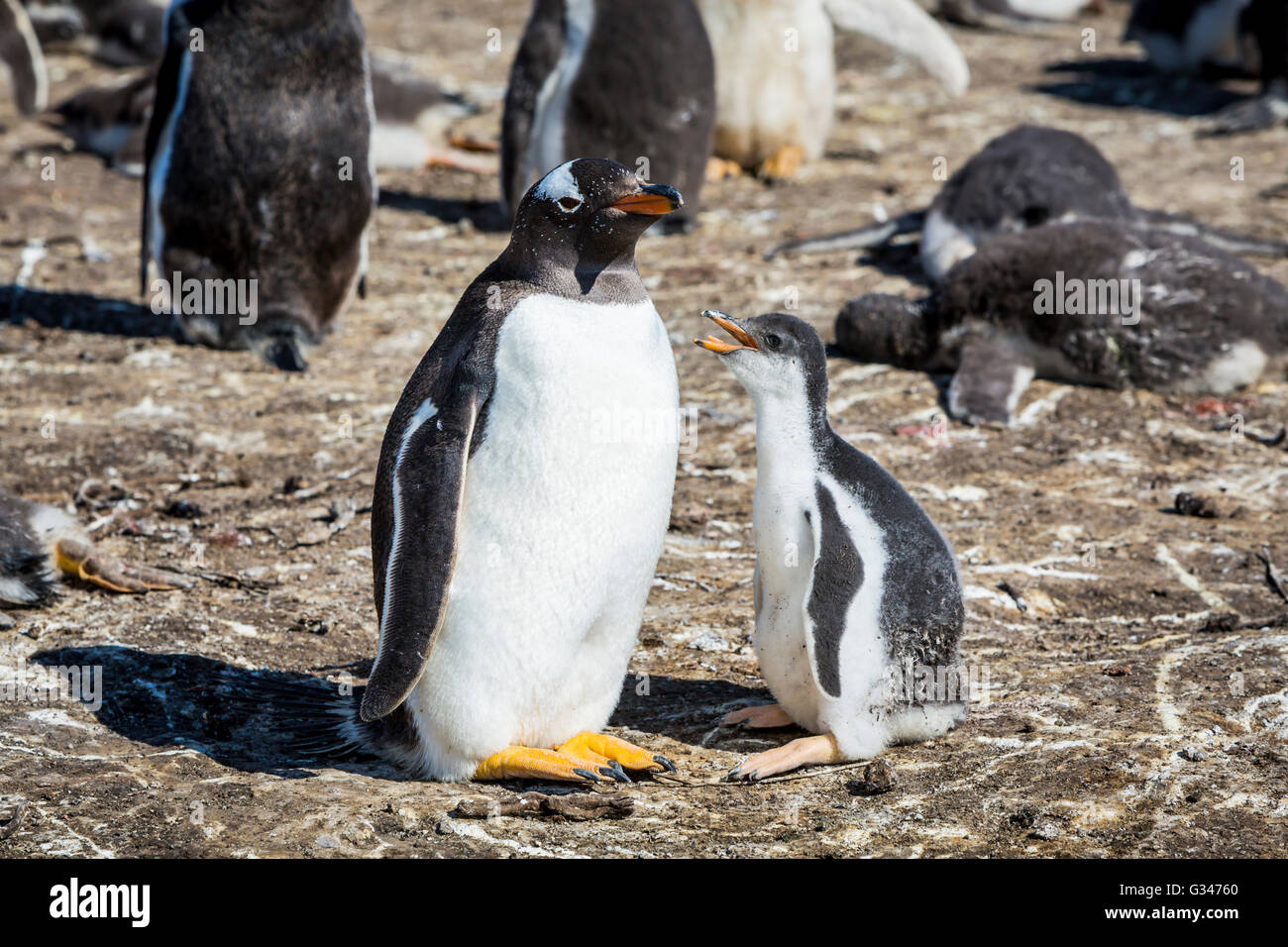 Gentoo penguin rookery at Bluff Cove, Falkland Islands, British ...