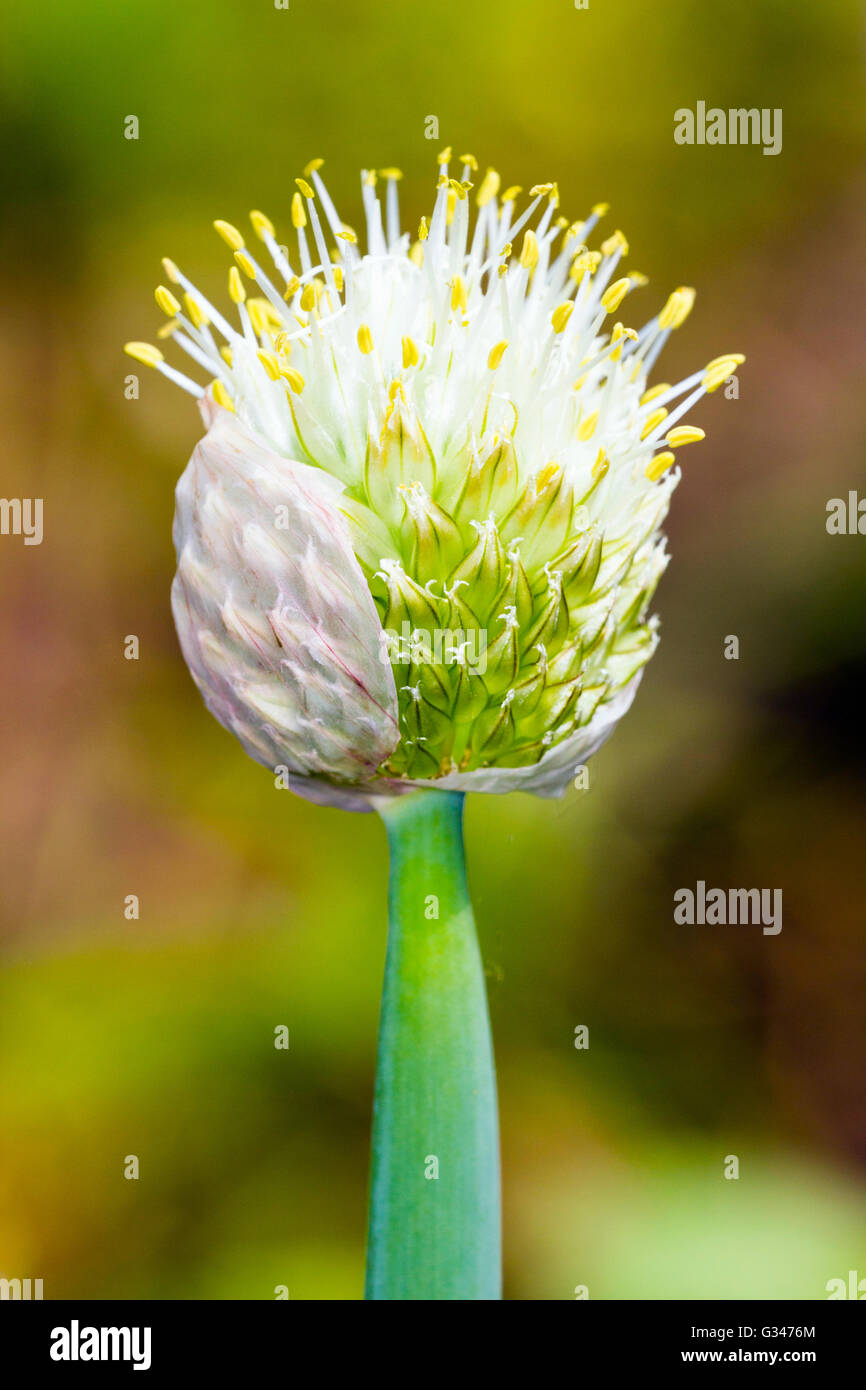 Welsh onion (Allium fistulosum Stock Photo - Alamy
