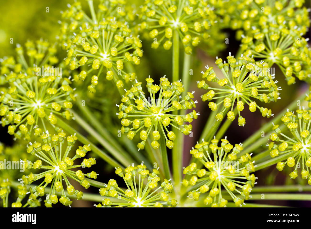 Angelica plant hi-res stock photography and images - Alamy