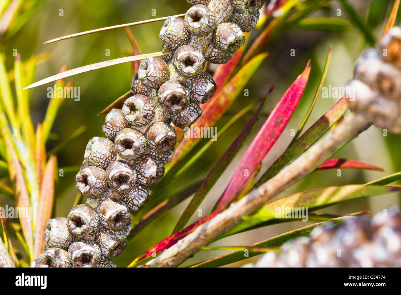 Callistemon linearis (narrow-leaved bottlebrush Stock Photo - Alamy