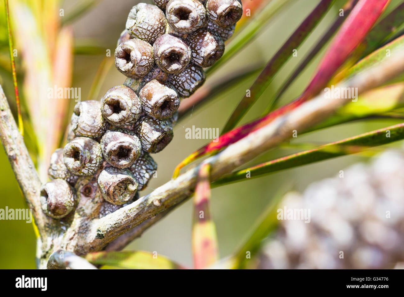 Callistemon linearis (narrow-leaved bottlebrush Stock Photo - Alamy