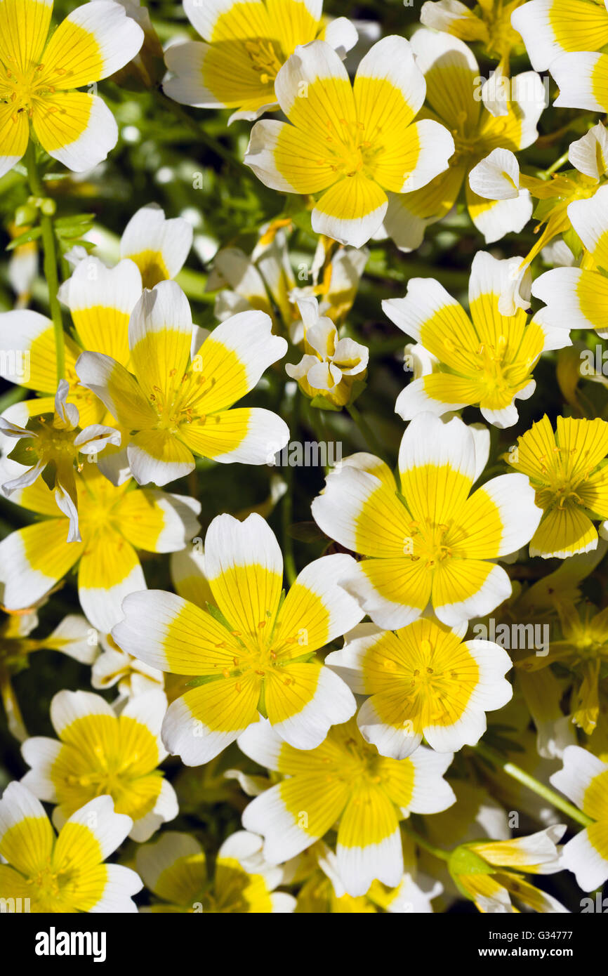 Limnanthes hi-res stock photography and images - Alamy