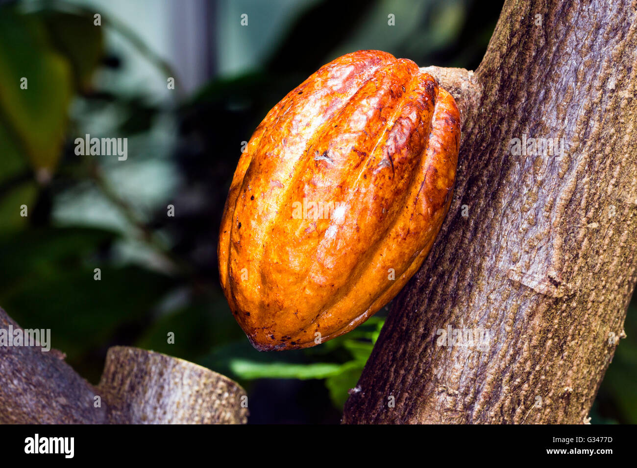 Cocoa pod growing on a tree (Theobroma cacao Stock Photo - Alamy