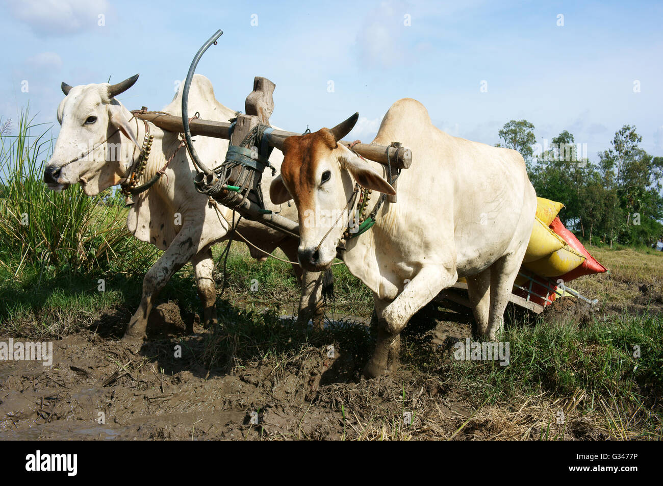 Paddy field after rice crop hi-res stock photography and images - Alamy