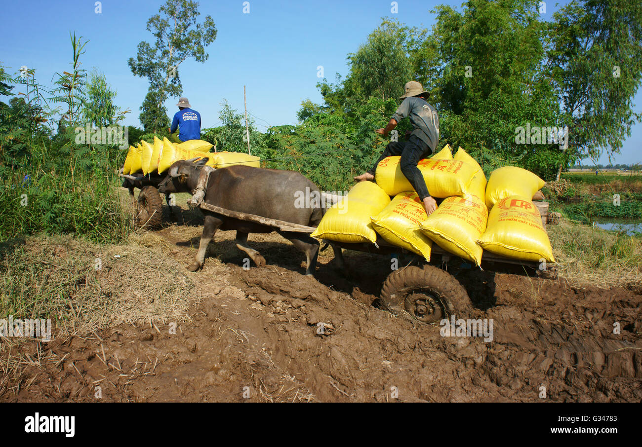 Buffalo cart transport paddy in rice sack after harvest on rice field ...