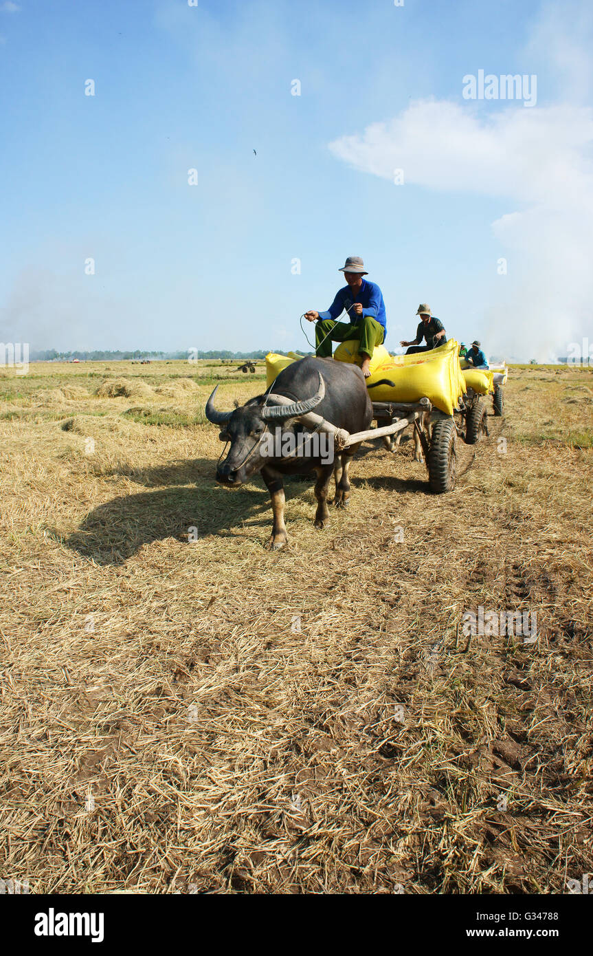 Buffalo cart farming vietnam hi-res stock photography and images - Alamy