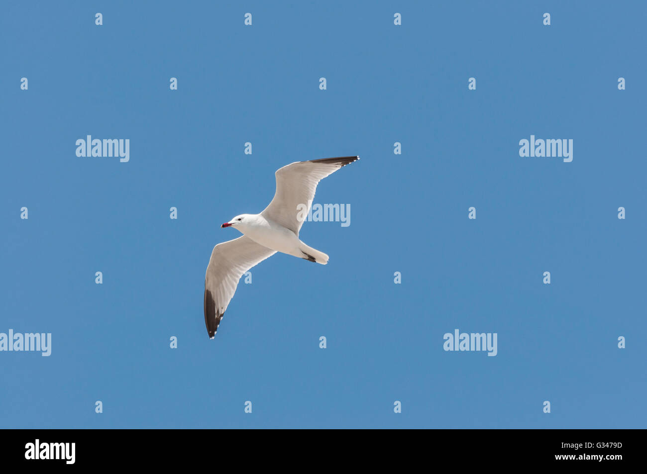 Audouin’s Gull in flight. It is an endangered gull restricted to the ...