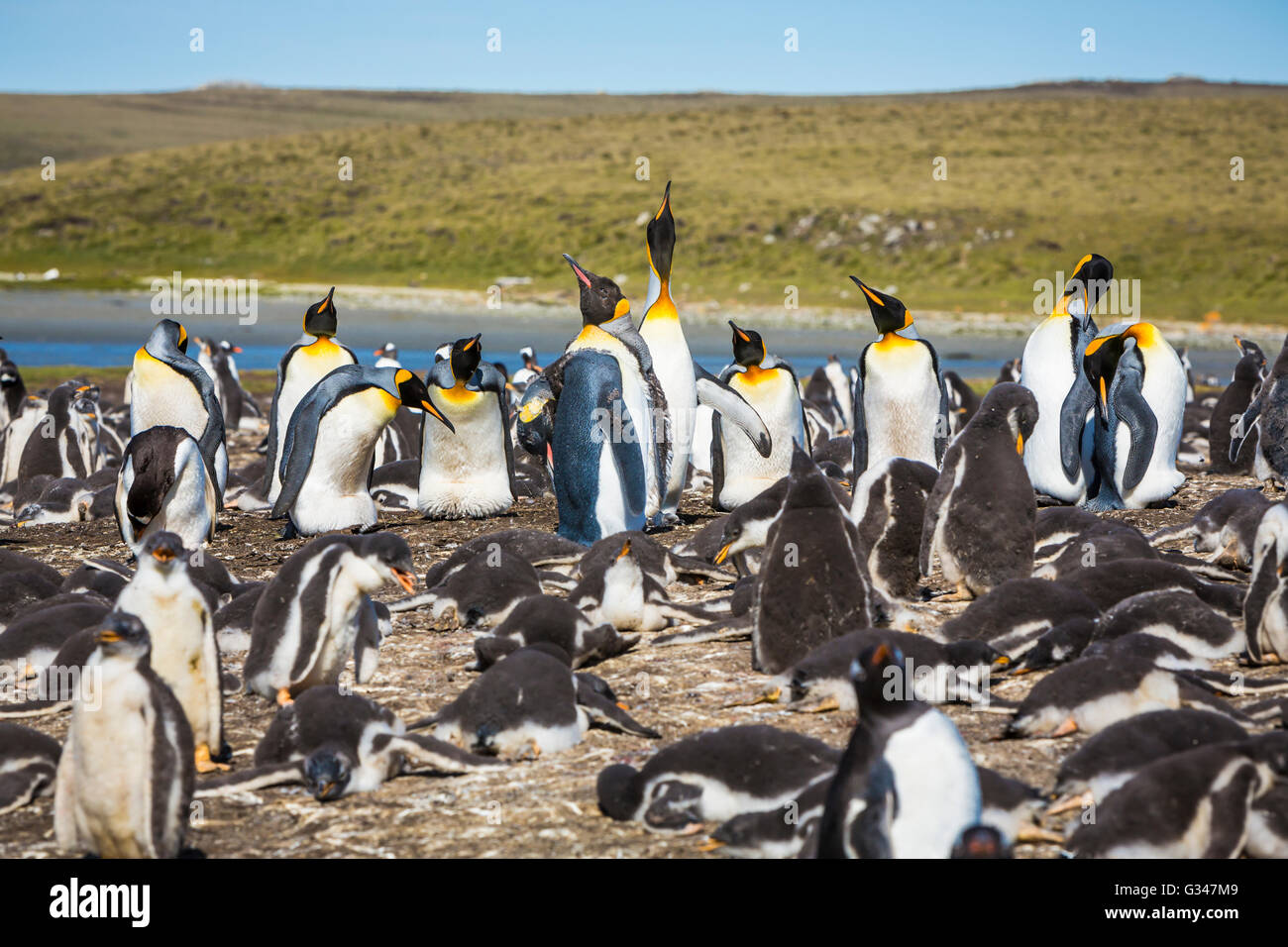 The King Penguin rookery at Bluff cove, East Falklands, Falkland ...
