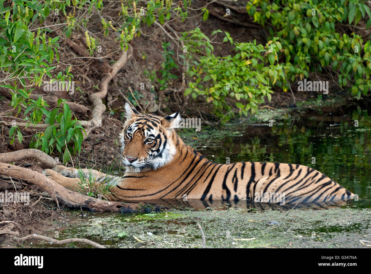 The image of Tiger ( Panthera tigris ) cub of Machli in water in ...