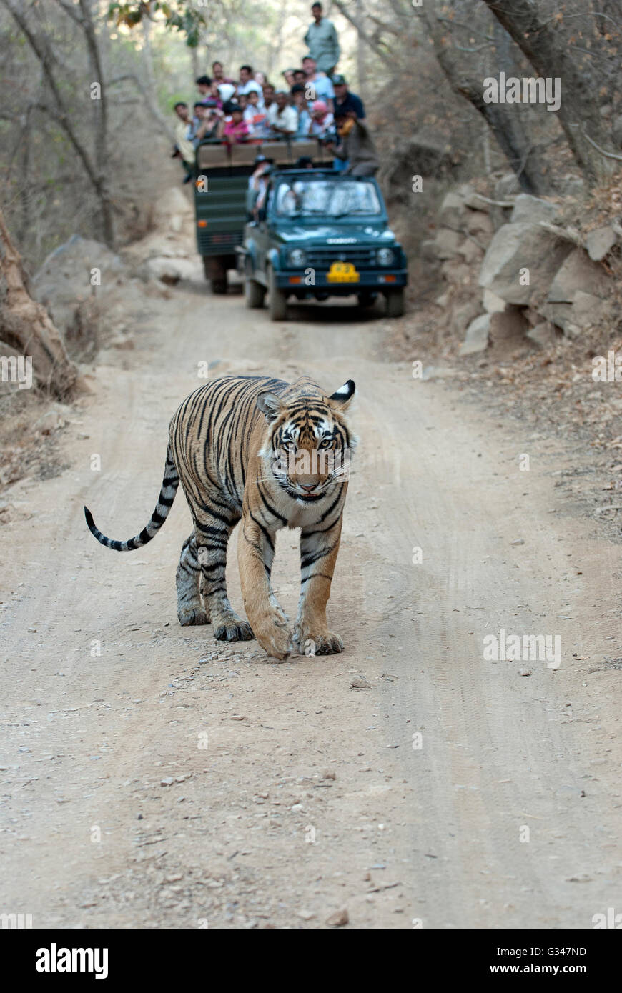 Machli tiger ranthambore hi-res stock photography and images - Alamy