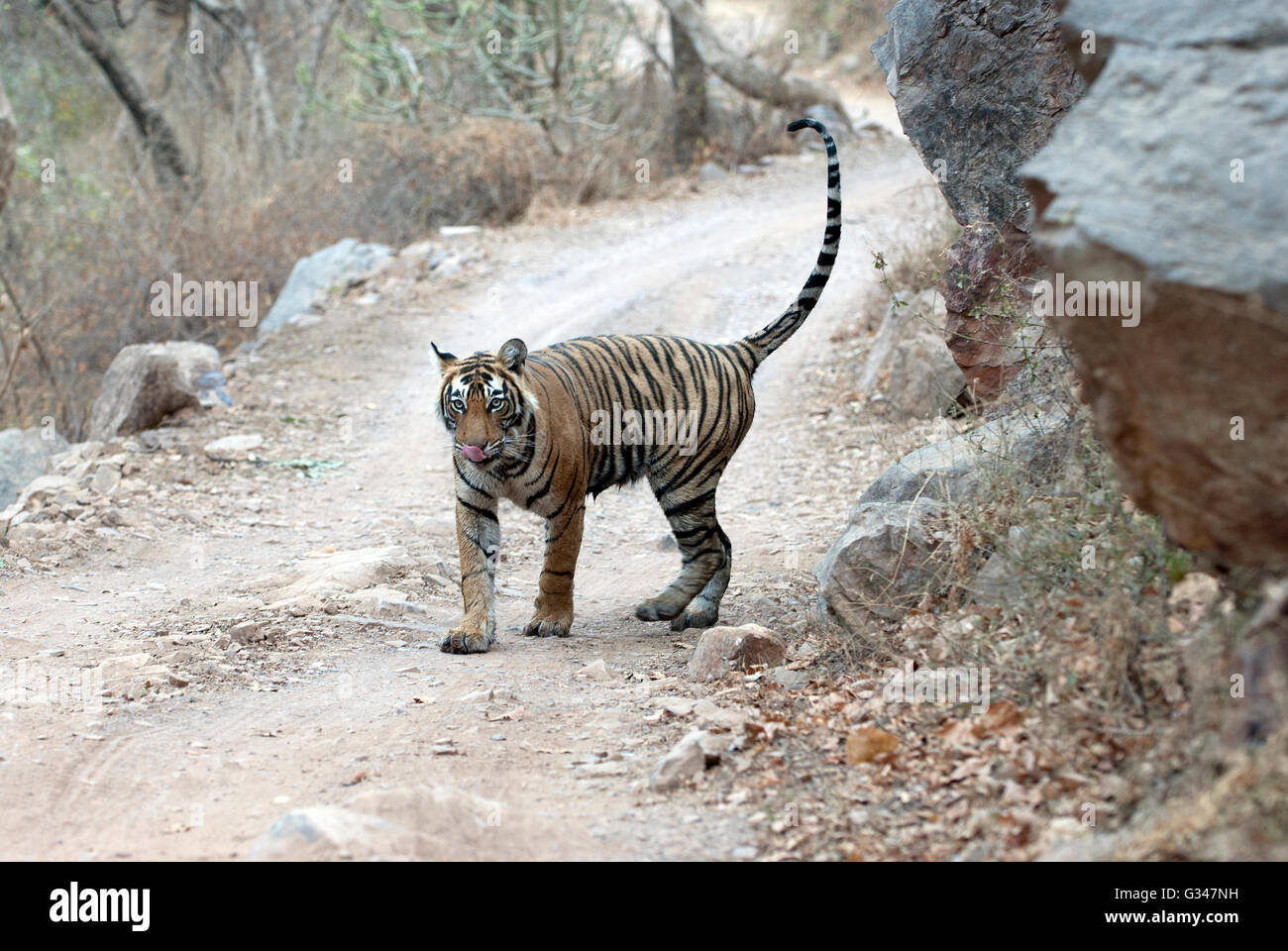 Tiger(Panthera tigris) cub of Machli on move in Ranthambore national ...