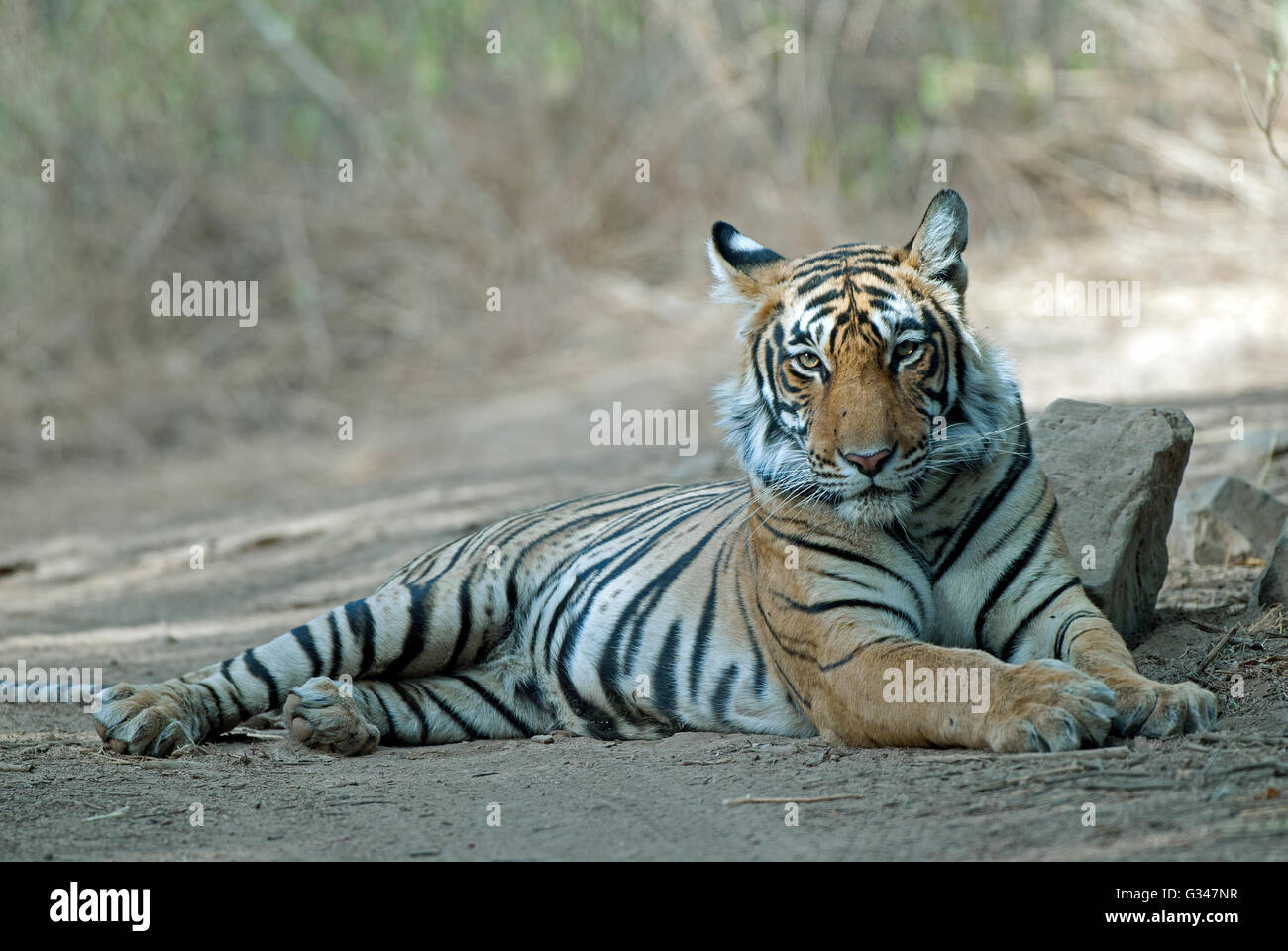 Machli tiger ranthambore hi-res stock photography and images - Alamy