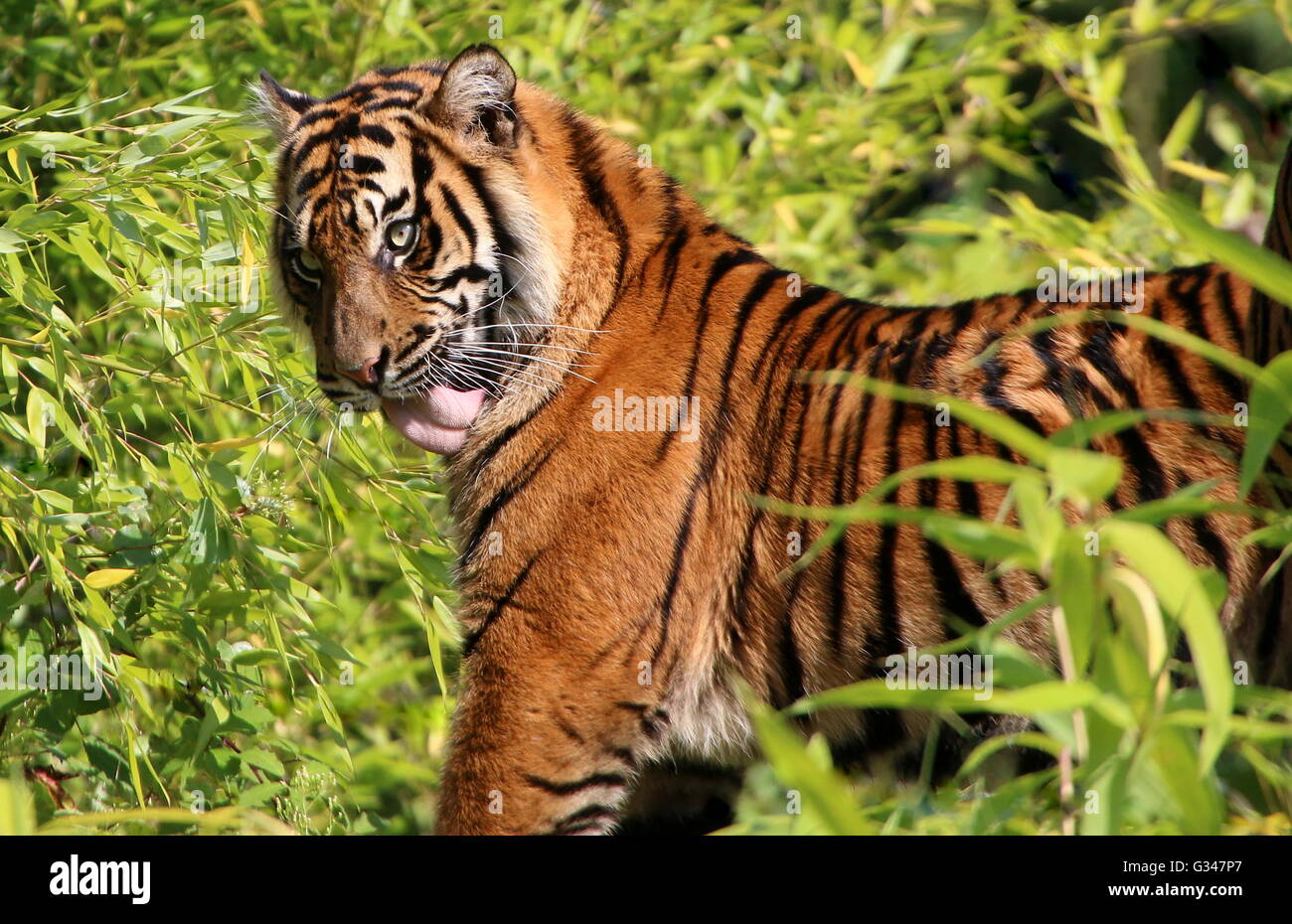 Tiger cleaning fur hi-res stock photography and images - Alamy