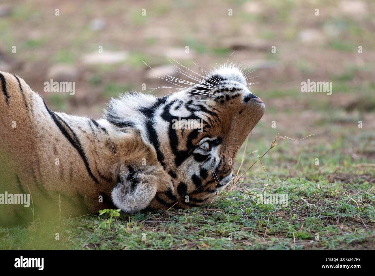 The image of Tiger ( Panthera tigris ) cub of Machli in Ranthambore ...