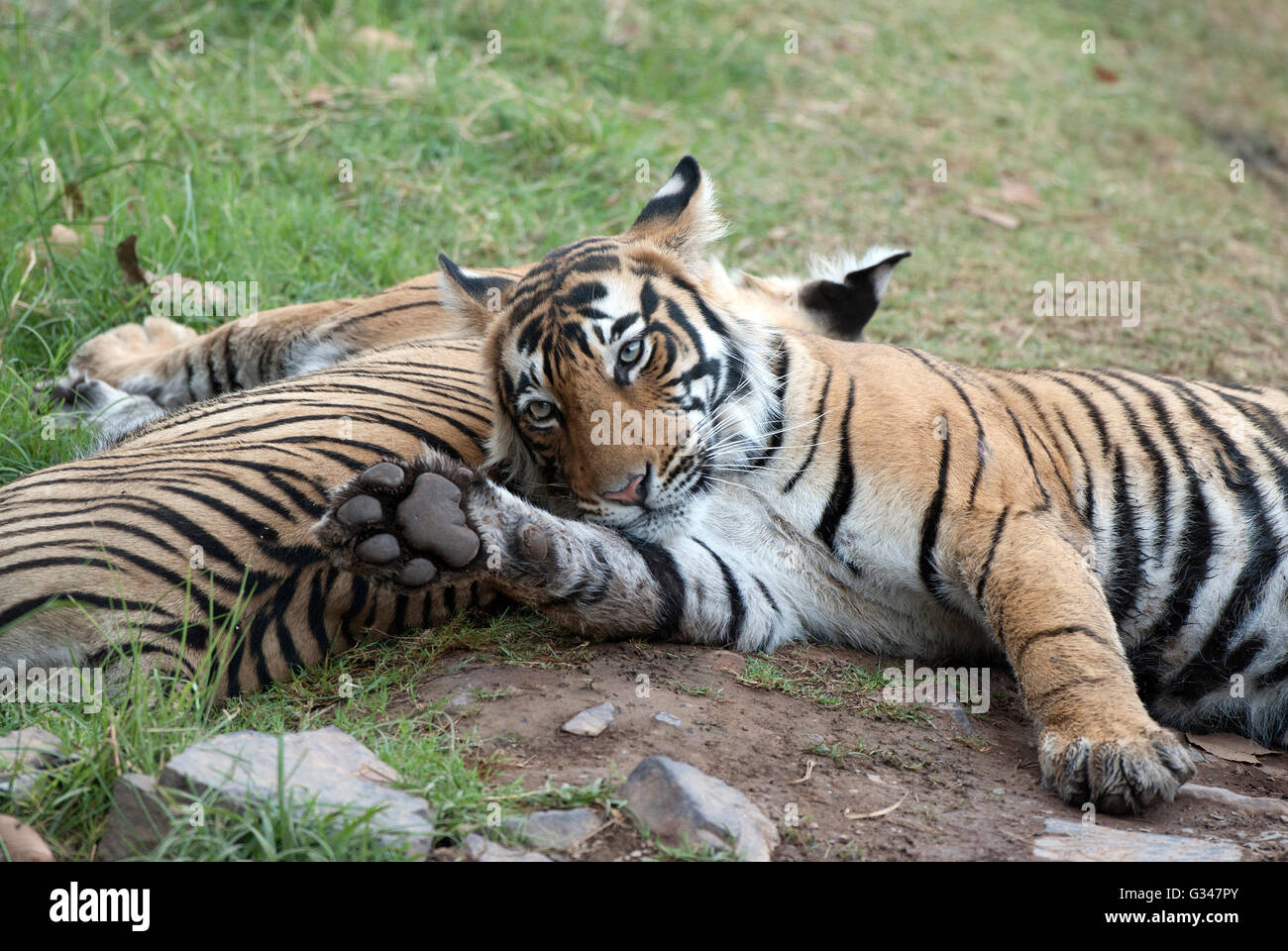 The image of Tiger ( Panthera tigris ) cubs of Machli in Ranthambore ...