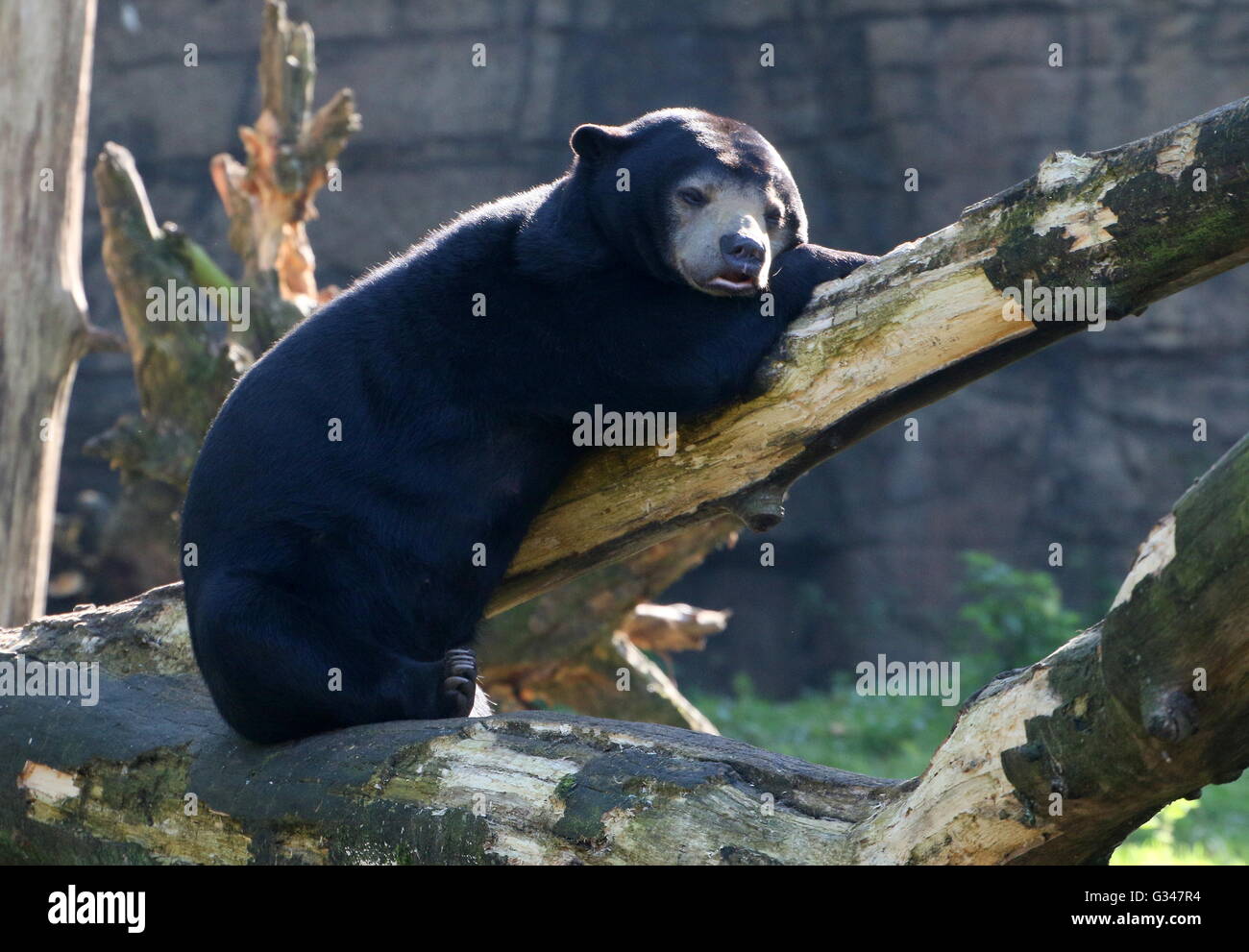 Southeast Asian Sun Bear Honey Stock Photos & Southeast Asian Sun Bear ...