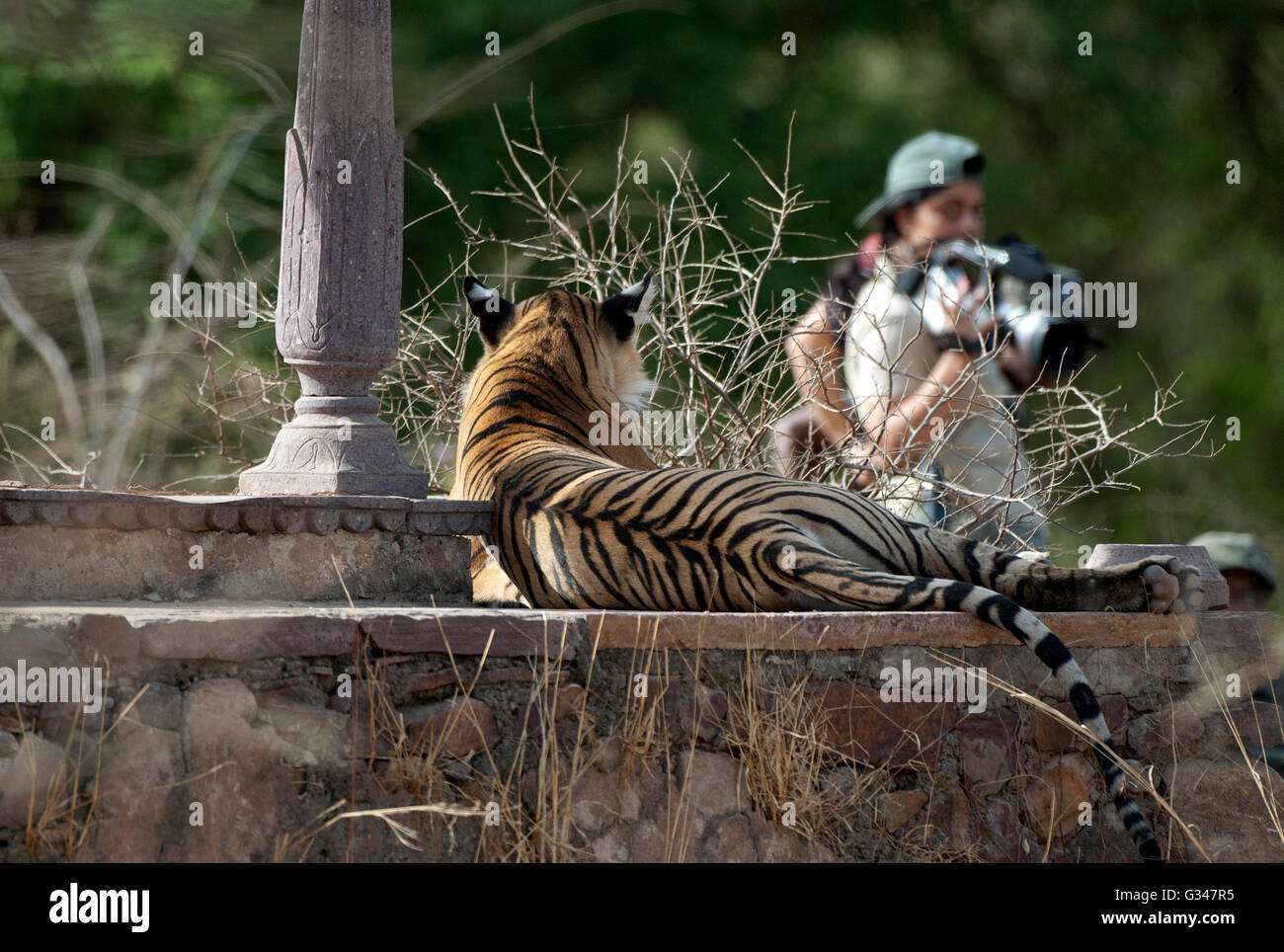 The image of Tiger ( Panthera tigris ) cub of Machli in Ranthambore ...