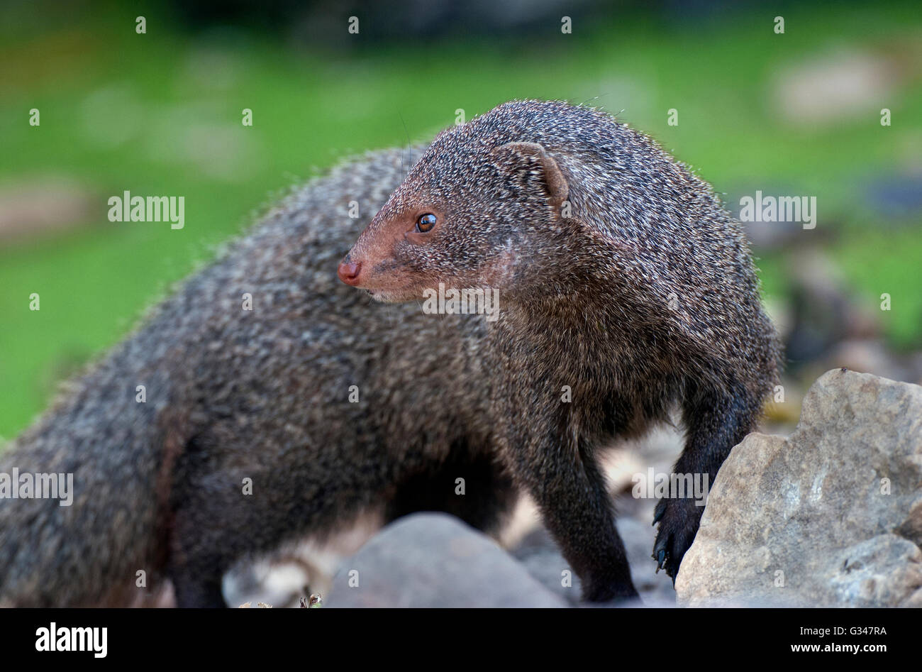 Herpestes edwardsii hi-res stock photography and images - Alamy