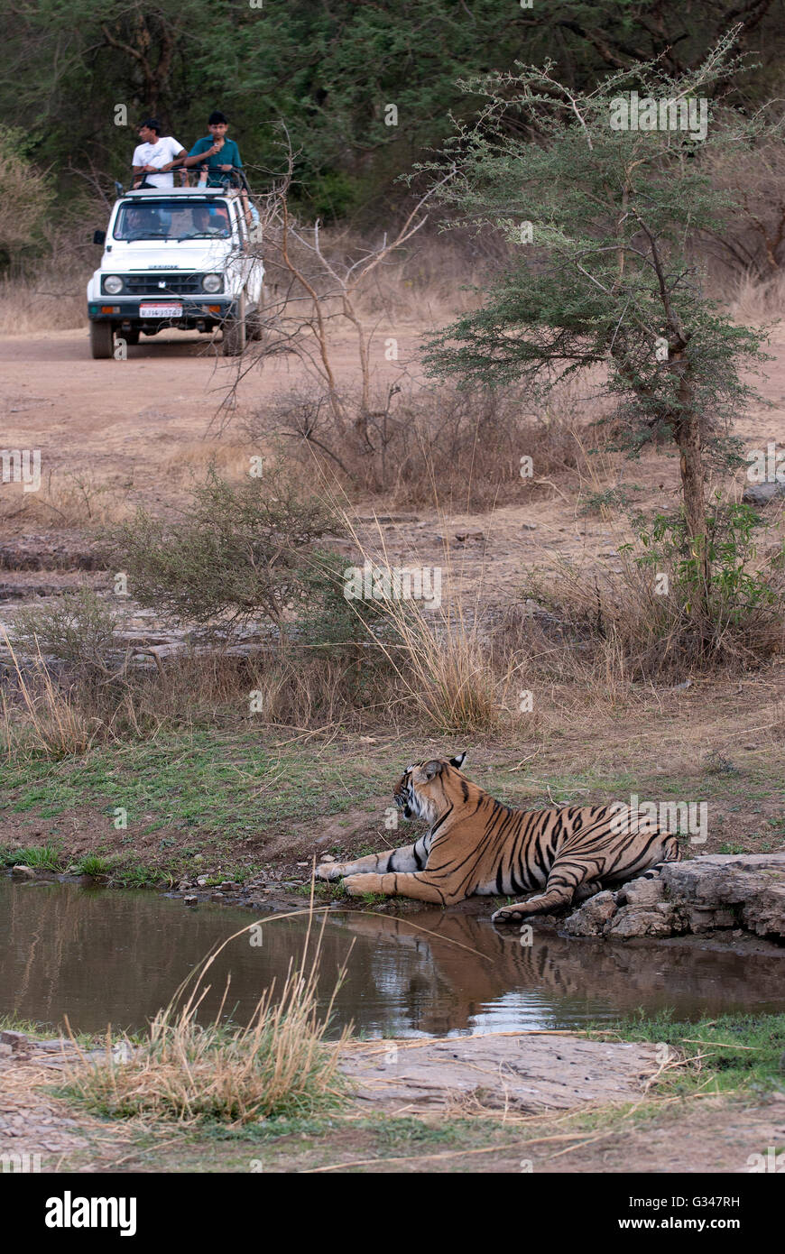 Machli tiger ranthambore hi-res stock photography and images - Alamy