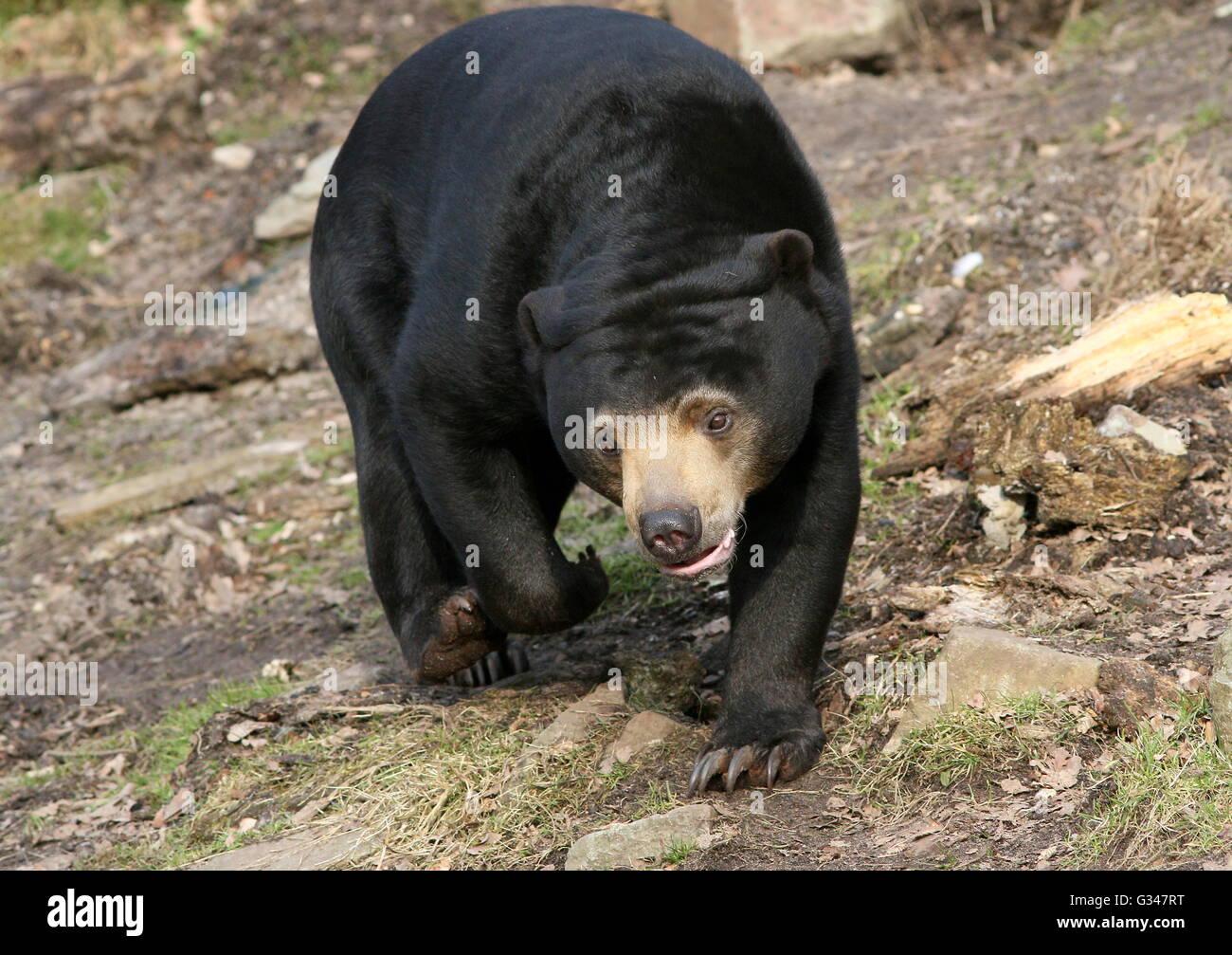 Southeast Asian Sun bear or Honey Bear (Helarctos malayanus) on the ...