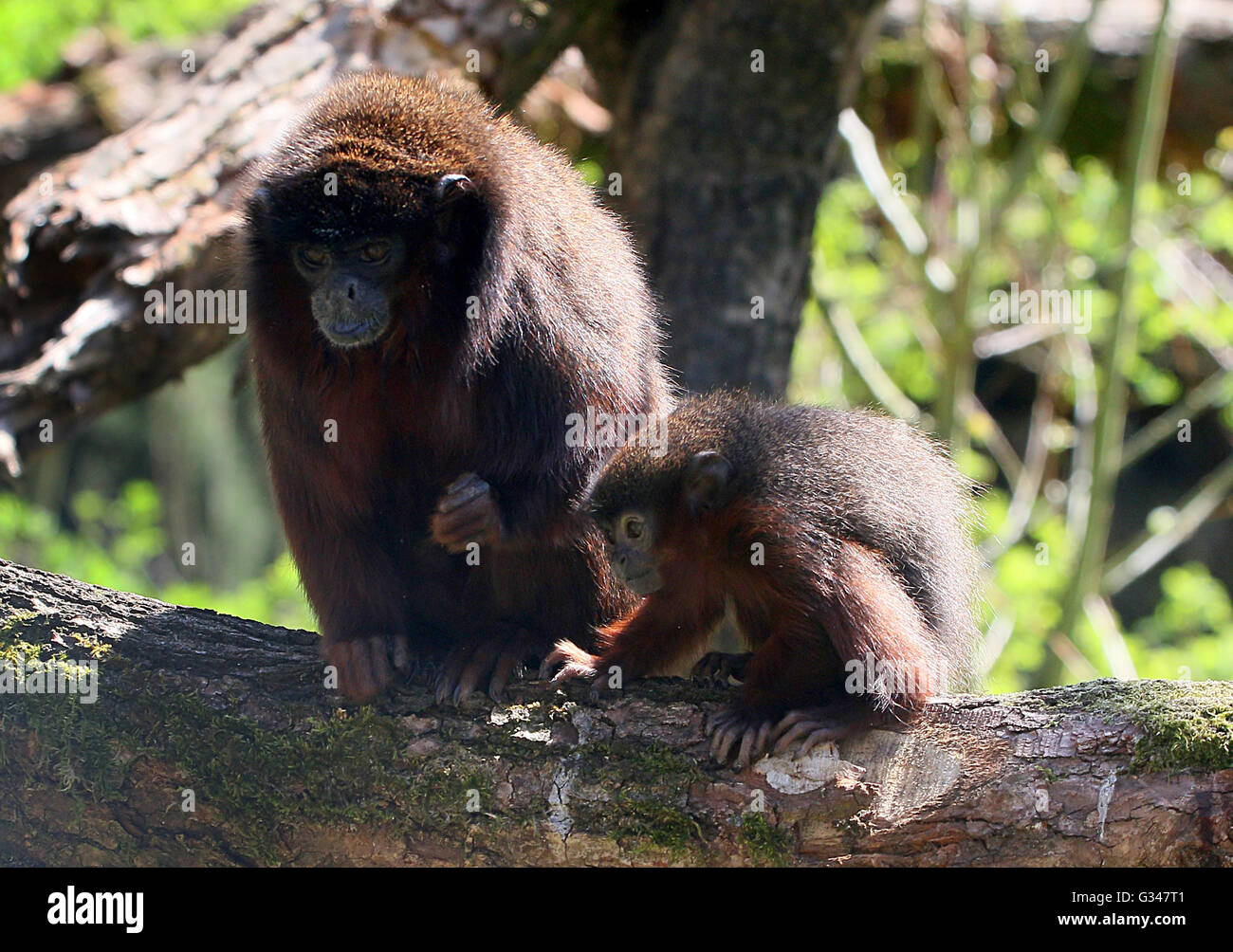 Mother South American Coppery or copper coloured Titi Monkey ...