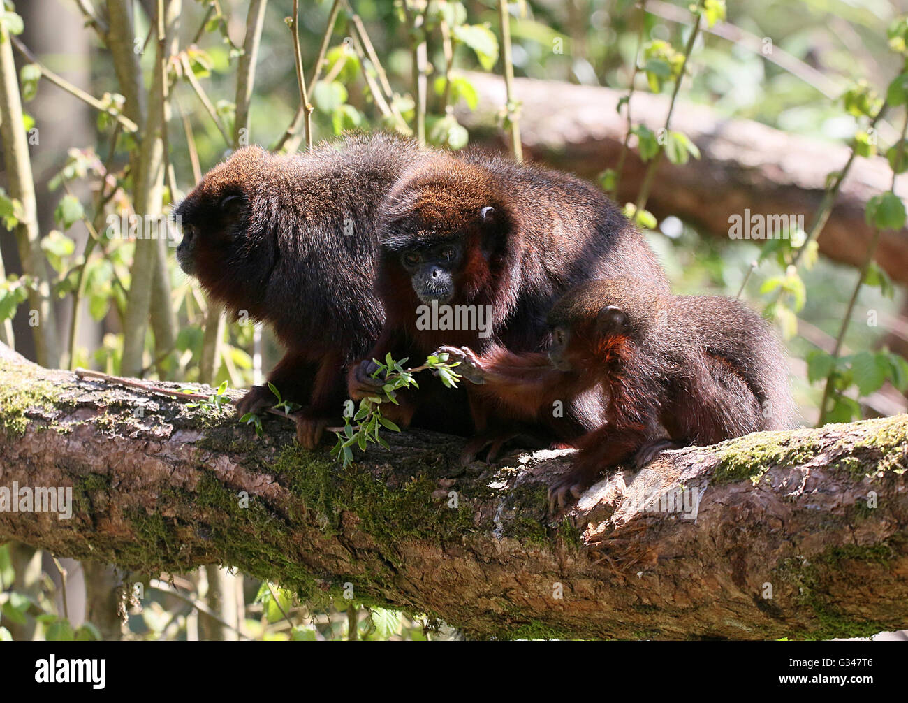Family of South American Coppery or copper coloured Titi Monkeys ...