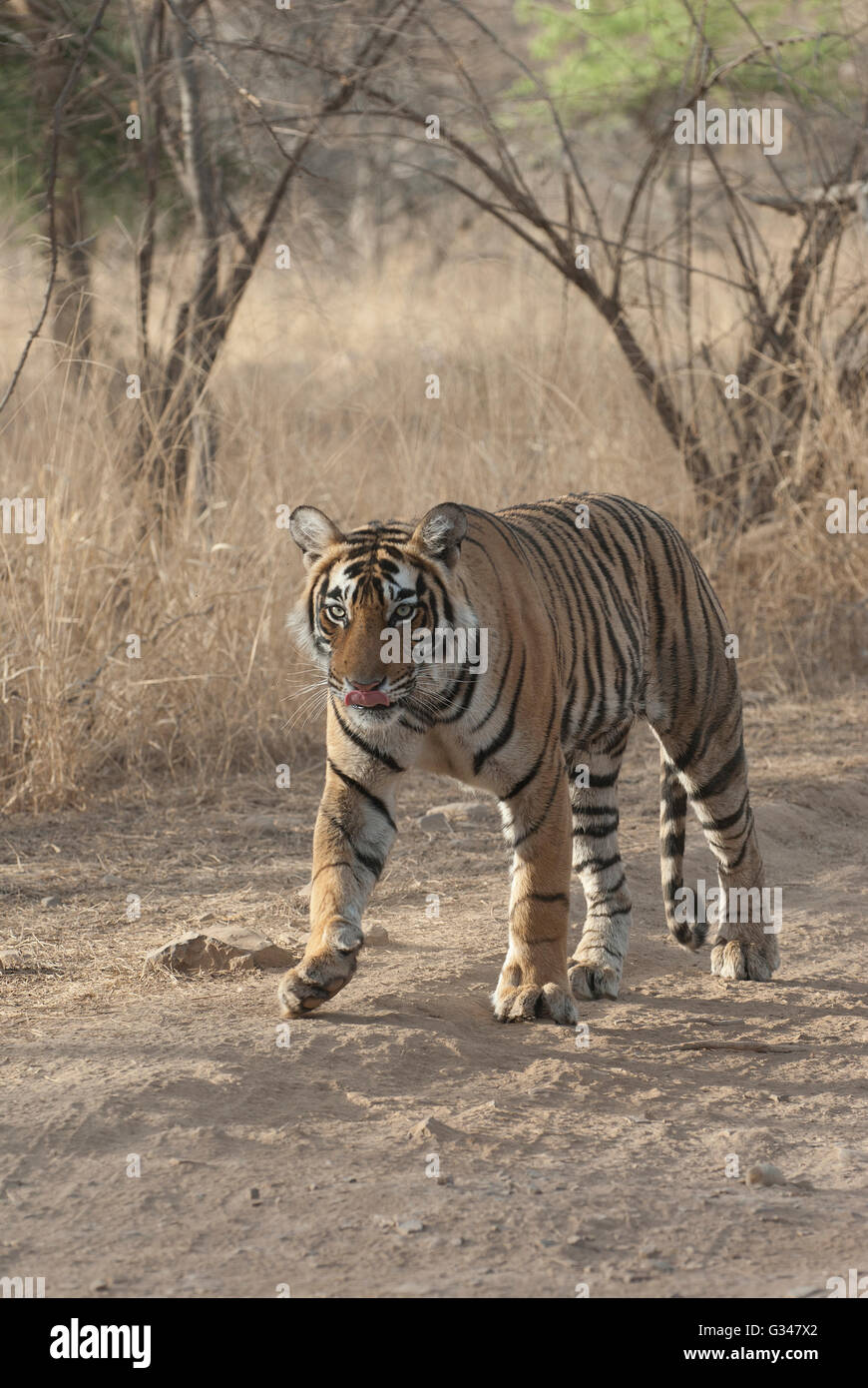Machli tiger ranthambore hi-res stock photography and images - Alamy